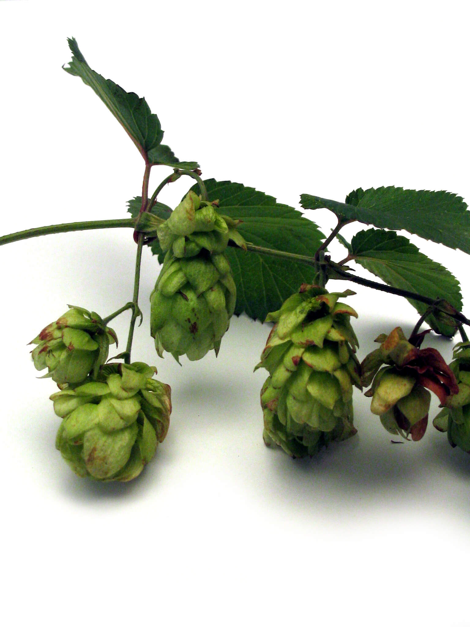 Heimische Ethnobotanik # 3 - Der Hopfen - Pflanzliche Drogen - Hanf Magazin