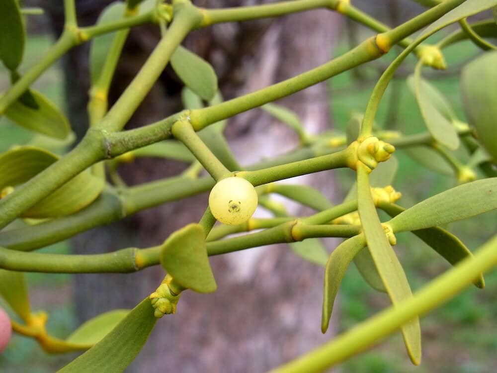 Pflanzliche Drogen - Hanf Magazin