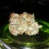 Strainreview: ACDC CBD Strain - Strain Reviews - Hanf Magazin