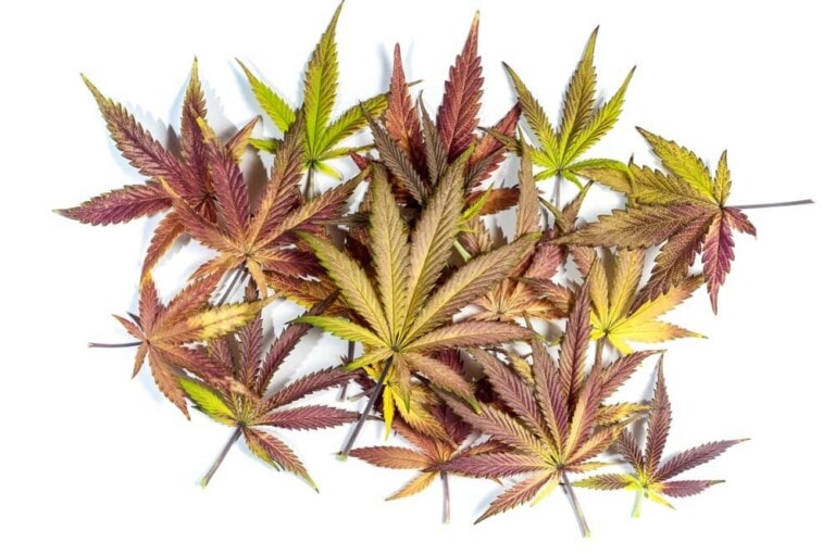 Warum wird Cannabis lila? Anthocyane, UV & Kälte 2026