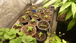 Testgrow - Herbies Heavy Kickers Mix - Strain Reviews und Tests - Hanf ...