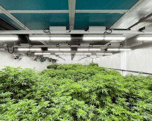 Mit Cannerald vom wachsenden Cannabis Markt profitieren - Wirtschaftliches rund um Cannabis ...