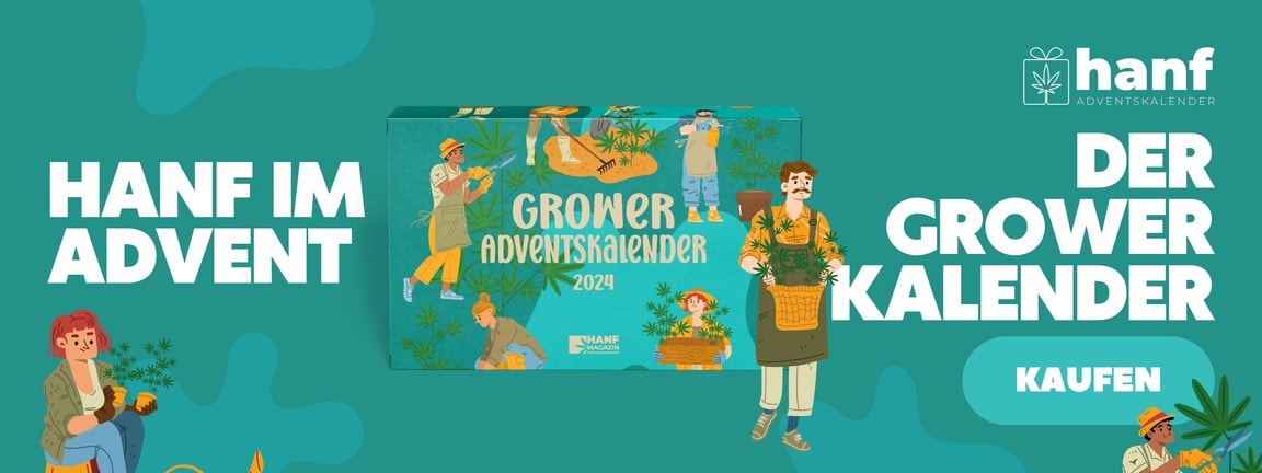 Cannabis zu Hause anbauen: Ein Einstiegs-Guide zum Gras züchten ...