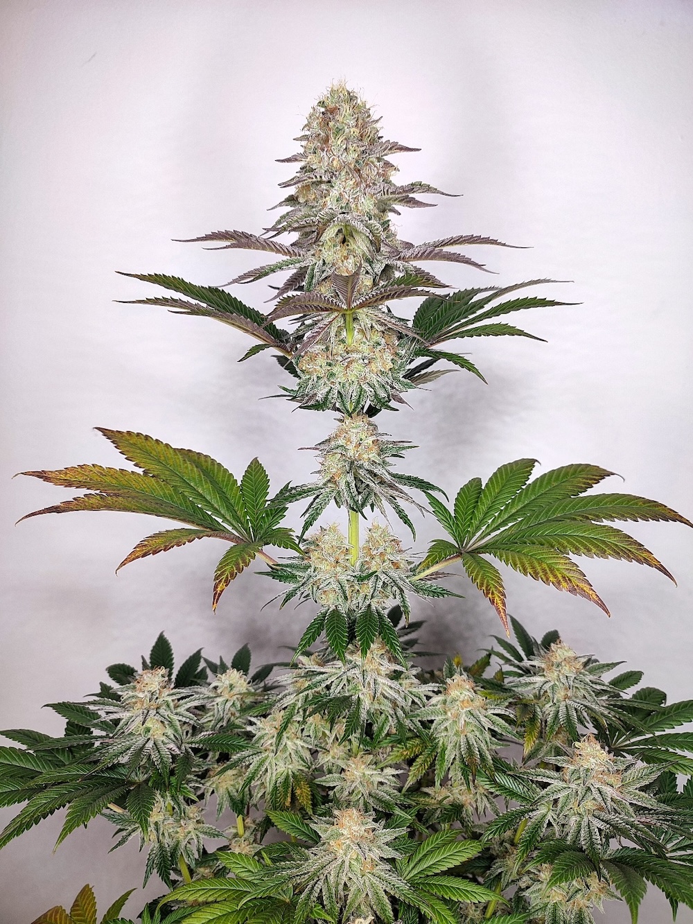 Wie man Marihuana im Freien Schritt für Schritt anbaut - Marihuana ...