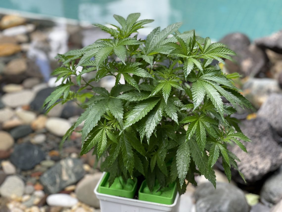 Wie man Marihuana im Freien Schritt für Schritt anbaut - Marihuana ...